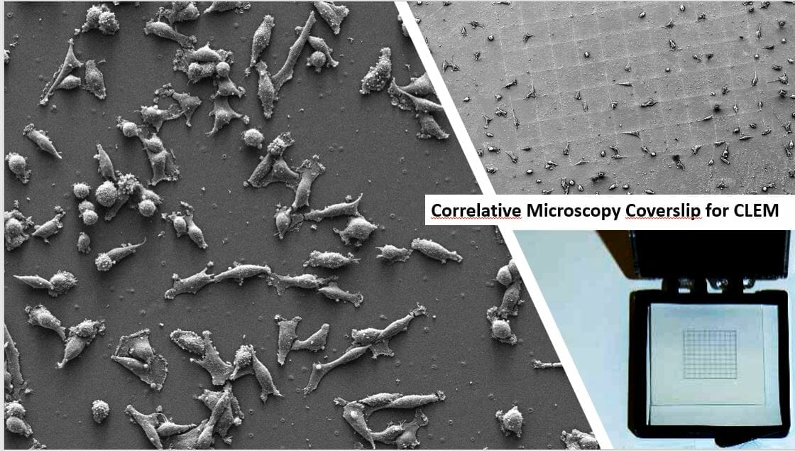 Qui sommes-nous ? - Delta Microscopies