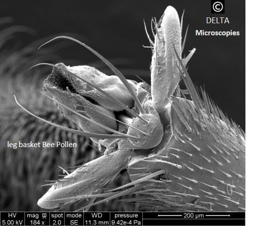 Scanning Electron Microscope - Delta Microscopies