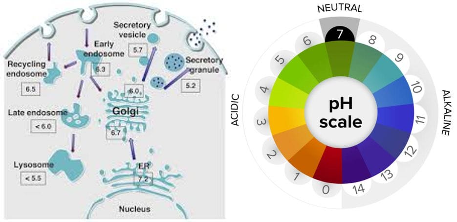 human cell pH ! fixative cell in Electron Microscopy - Delta Microscopies