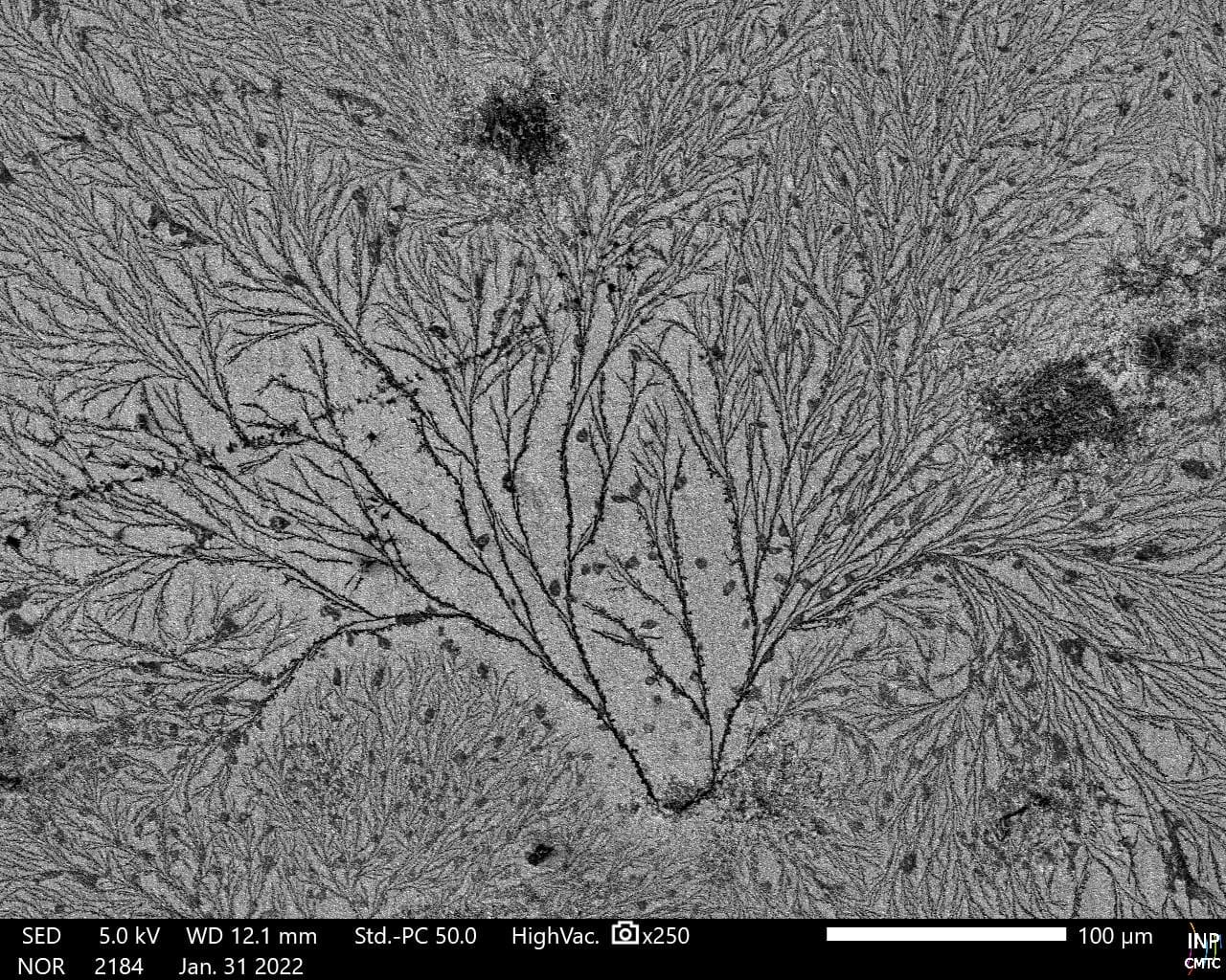 Concours Photo RIME 2024 - Delta Microscopies